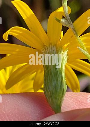 Silkgrasses (Pityopsis) Plantae Stock Photo - Alamy