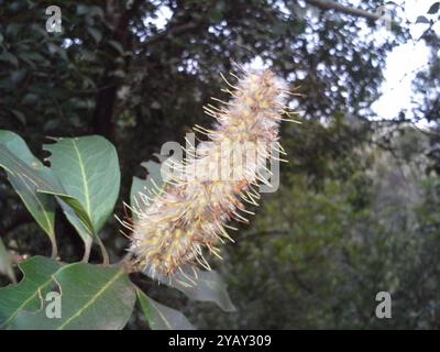 Forest Beachwood (Faurea galpinii) Plantae Stock Photo - Alamy