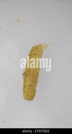 Microcaddisflies (Hydroptilidae) Insecta Stock Photo - Alamy
