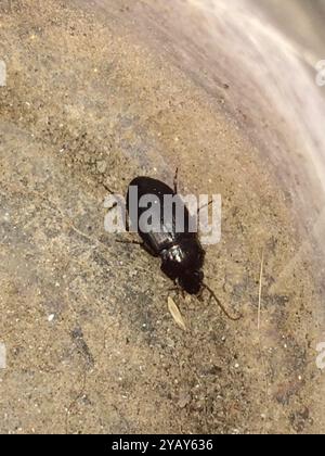 (Calathus ruficollis) Insecta Stock Photo - Alamy