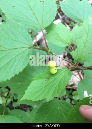 squashberry (Viburnum edule) Plantae Stock Photo - Alamy