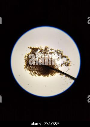 (Comatricha nigra) Protozoa Stock Photo - Alamy