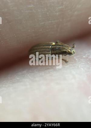 Pea Weevil (Sitona lineatus) Insecta Stock Photo - Alamy