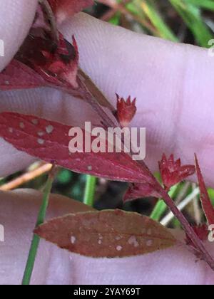 Slender Three-seeded Mercury (Acalypha gracilens) Plantae Stock Photo ...