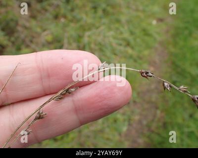 Grey Sedge (Carex divulsa) Plantae Stock Photo - Alamy