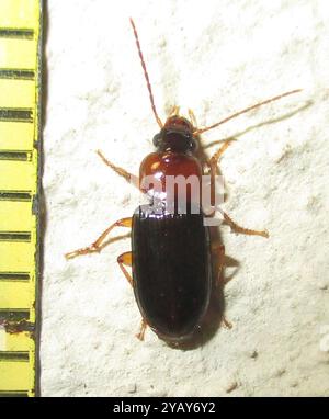 (Stenolophus alacris) Insecta Stock Photo - Alamy