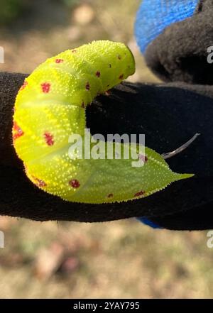 Blinded Sphinx (Paonias excaecata), Insecta, Mile Island Moth Sheet ...