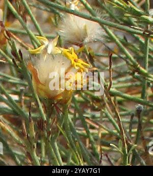 Summer Curryflower (Lasiosiphon polycephalus) Plantae Stock Photo - Alamy
