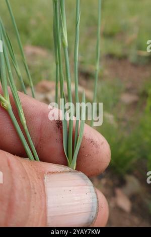 African Pink (Dianthus zeyheri) Plantae Stock Photo - Alamy