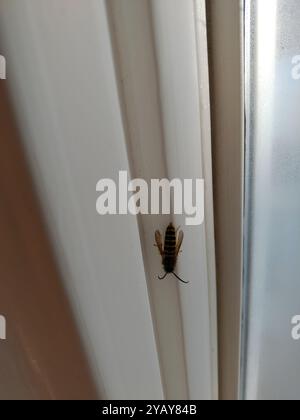 Alaska Yellowjacket (Vespula alascensis) Insecta Stock Photo - Alamy