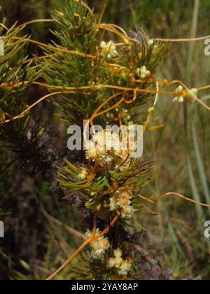 Field Dodder (Cuscuta campestris) Plantae Stock Photo - Alamy