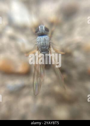 Tiger Flies (Coenosia) Insecta Stock Photo - Alamy