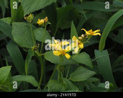 sea daisy (Wollastonia biflora) Plantae Stock Photo - Alamy