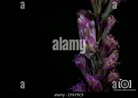 Bleeding Flower Moth (Schinia sanguinea) Insecta Stock Photo - Alamy