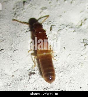 Drywood Termites (Kalotermitidae) Insecta Stock Photo - Alamy