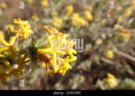 Highveld Curryflower (Lasiosiphon canoargenteus) Plantae Stock Photo ...