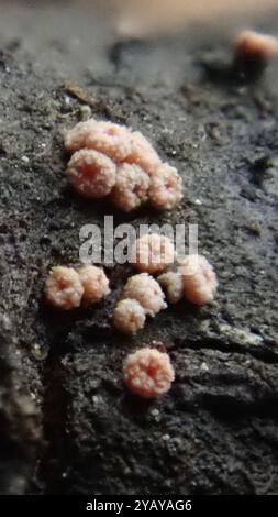 (Clonostachys ralfsii) Fungi Stock Photo - Alamy