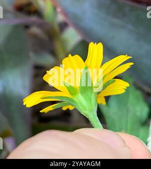 trailing daisy (Sphagneticola trilobata) Plantae Stock Photo - Alamy