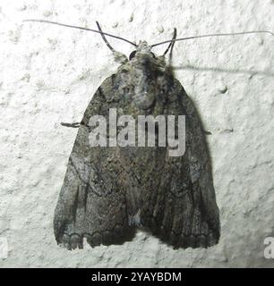 Tufted Moths (Nolidae) Insecta Stock Photo - Alamy