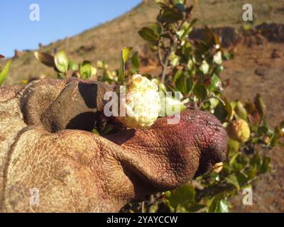 African Strawberry-Tree (Cephalanthus natalensis) Plantae Stock Photo ...