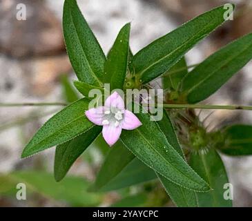 rough buttonweed (Hexasepalum teres) Plantae Stock Photo - Alamy