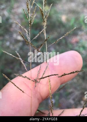 Sand Dropseed (Sporobolus cryptandrus), Plantae, Trois-Rivières, QC G8V ...