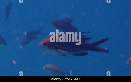Mediterranean Damselfish (Chromis chromis) Actinopterygii Stock Photo ...