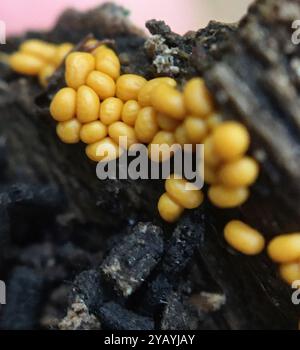 (Trichia varia) Protozoa Stock Photo - Alamy