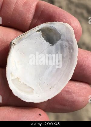 Bent-nosed Clam (Macoma nasuta) Mollusca Stock Photo - Alamy