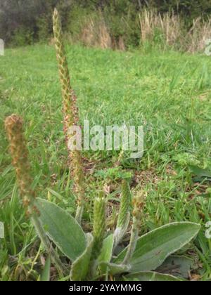 Dwarf Plantain (Plantago tomentosa Stock Photo - Alamy