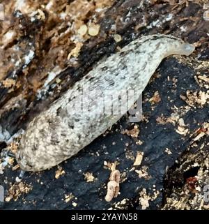Carolina Mantleslug (Philomycus carolinianus) Mollusca Stock Photo - Alamy