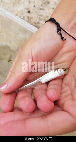 Atlantic Silverside (Menidia menidia) Actinopterygii Stock Photo - Alamy