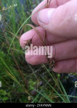 boreal bog sedge (Carex magellanica irrigua) Plantae Stock Photo - Alamy