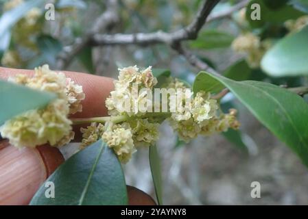 Hedgehog Tree (Pterocelastrus echinatus) Plantae Stock Photo - Alamy