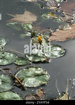 water fringe (Nymphoides peltata) Plantae Stock Photo - Alamy