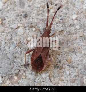Denticulate Leatherbug (Coriomeris denticulatus) Insecta Stock Photo ...