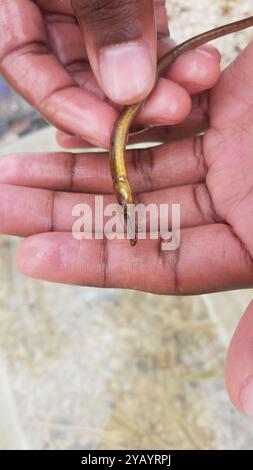 Northern Pipefish (Syngnathus fuscus) Actinopterygii Stock Photo - Alamy