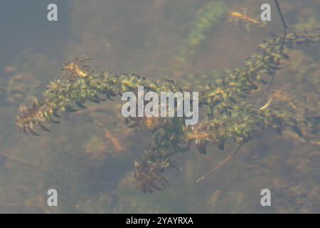 waterweeds (Elodea) Plantae Stock Photo - Alamy