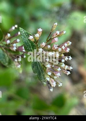 common dittany (Cunila origanoides) Plantae Stock Photo - Alamy