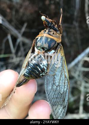 Bush Cicada (Megatibicen dorsatus) Insecta Stock Photo - Alamy