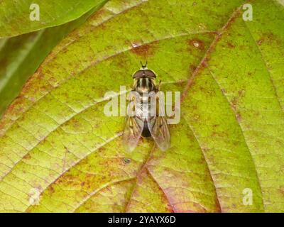 Common Copperback (Ferdinandea buccata) Insecta Stock Photo - Alamy