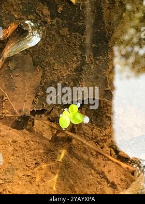 duckweeds (Lemnoideae) Plantae Stock Photo - Alamy