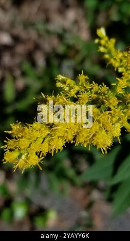 tall goldenrod (Solidago altissima) Plantae Stock Photo - Alamy