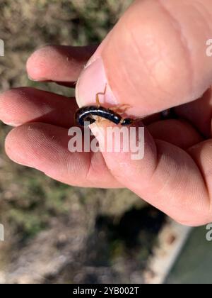 Maritime Earwig (Anisolabis maritima) Insecta Stock Photo - Alamy
