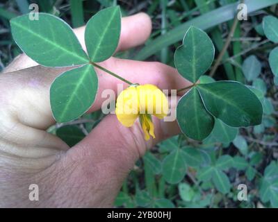 Velvet Silverpod (Argyrolobium tomentosum) Plantae Stock Photo - Alamy