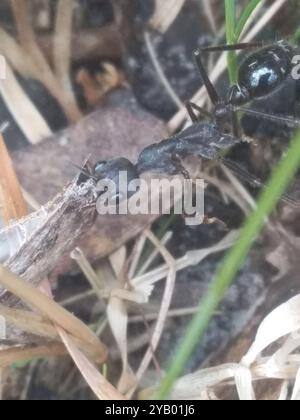 Inch Ant (Myrmecia pyriformis) Insecta Stock Photo - Alamy
