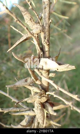 Dagger Hakea (Hakea teretifolia Stock Photo - Alamy