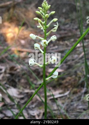 Creamy Candles (Stackhousia monogyna) Plantae Stock Photo - Alamy
