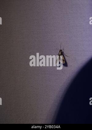 Imitable Crambid (Chrysendeton imitabilis) Insecta Stock Photo - Alamy