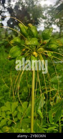 Polynesian Arrowroot (Tacca leontopetaloides) Plantae Stock Photo - Alamy
